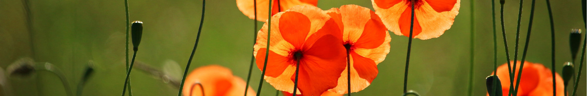 Individuals | Leadership and Development for Female Leaders | Alto