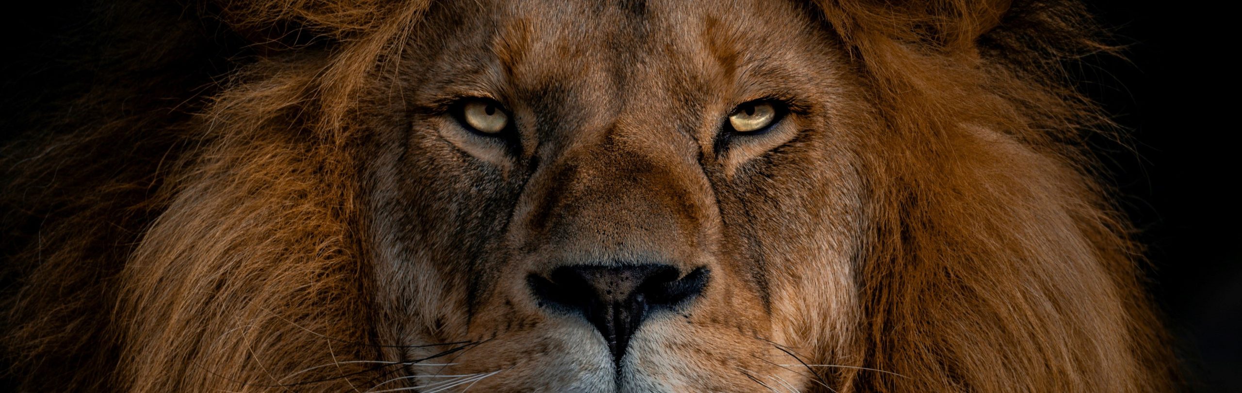 Beyond Fight or Flight: Discovering Your Body's Hidden Safety System - Alto